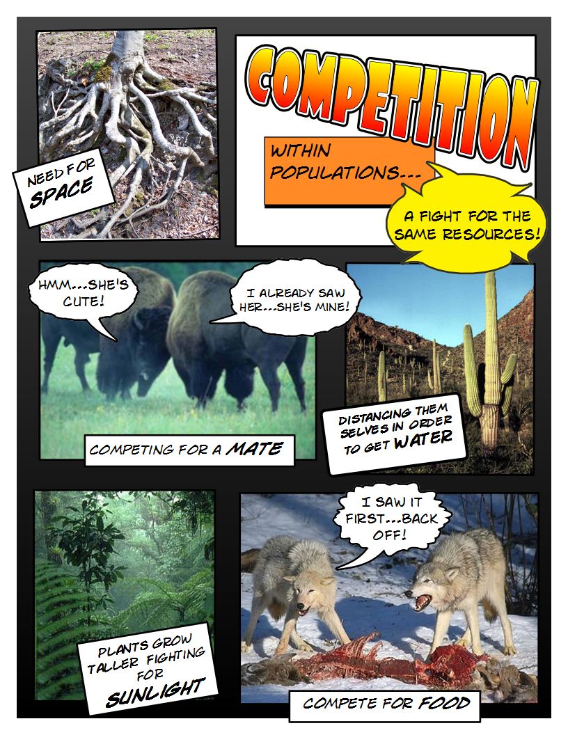 Animal Competition For Resources
